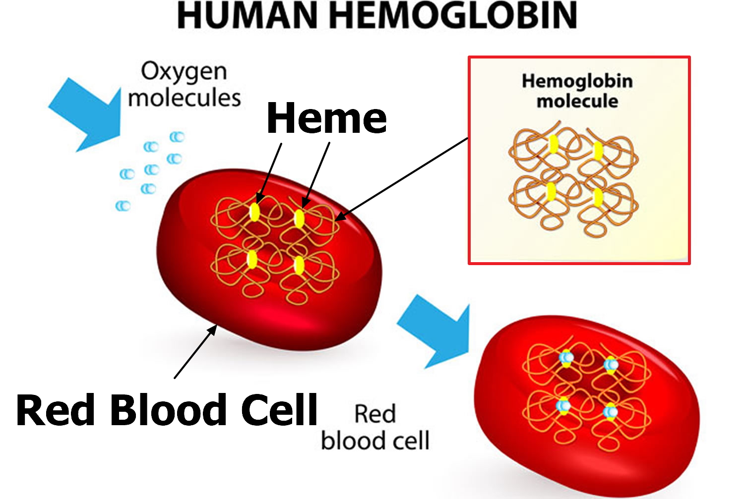 Causes For Low Hematocrit And Hemoglobin But Normal Rbc Muslispecials