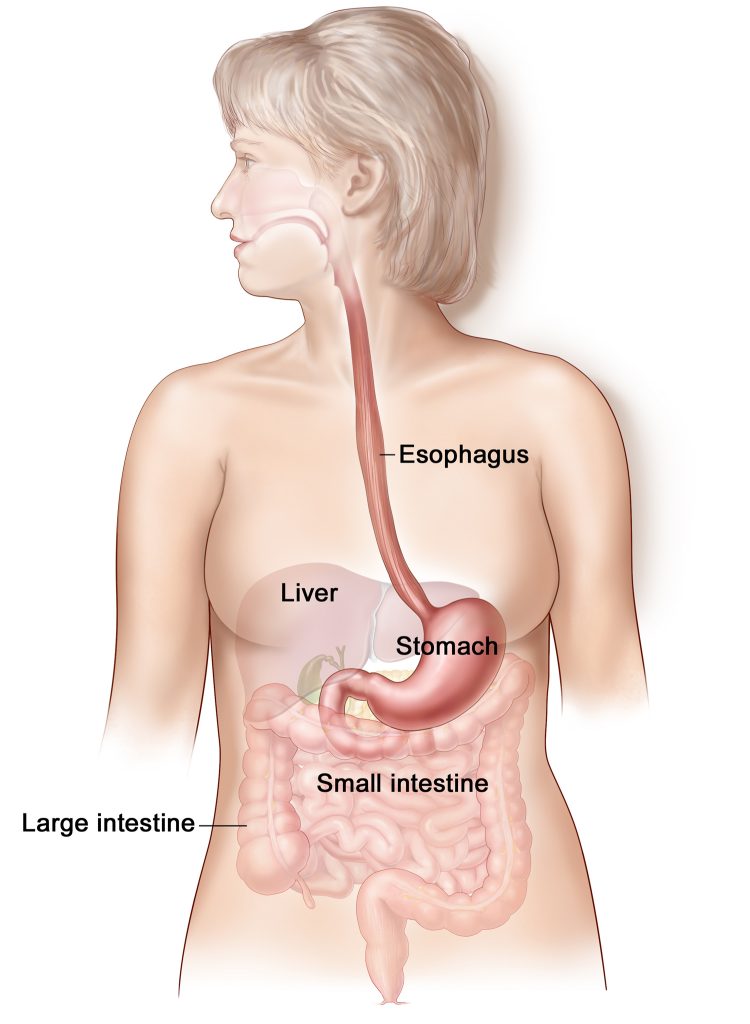 The Human Esophagus Functions And Anatomy And Problems