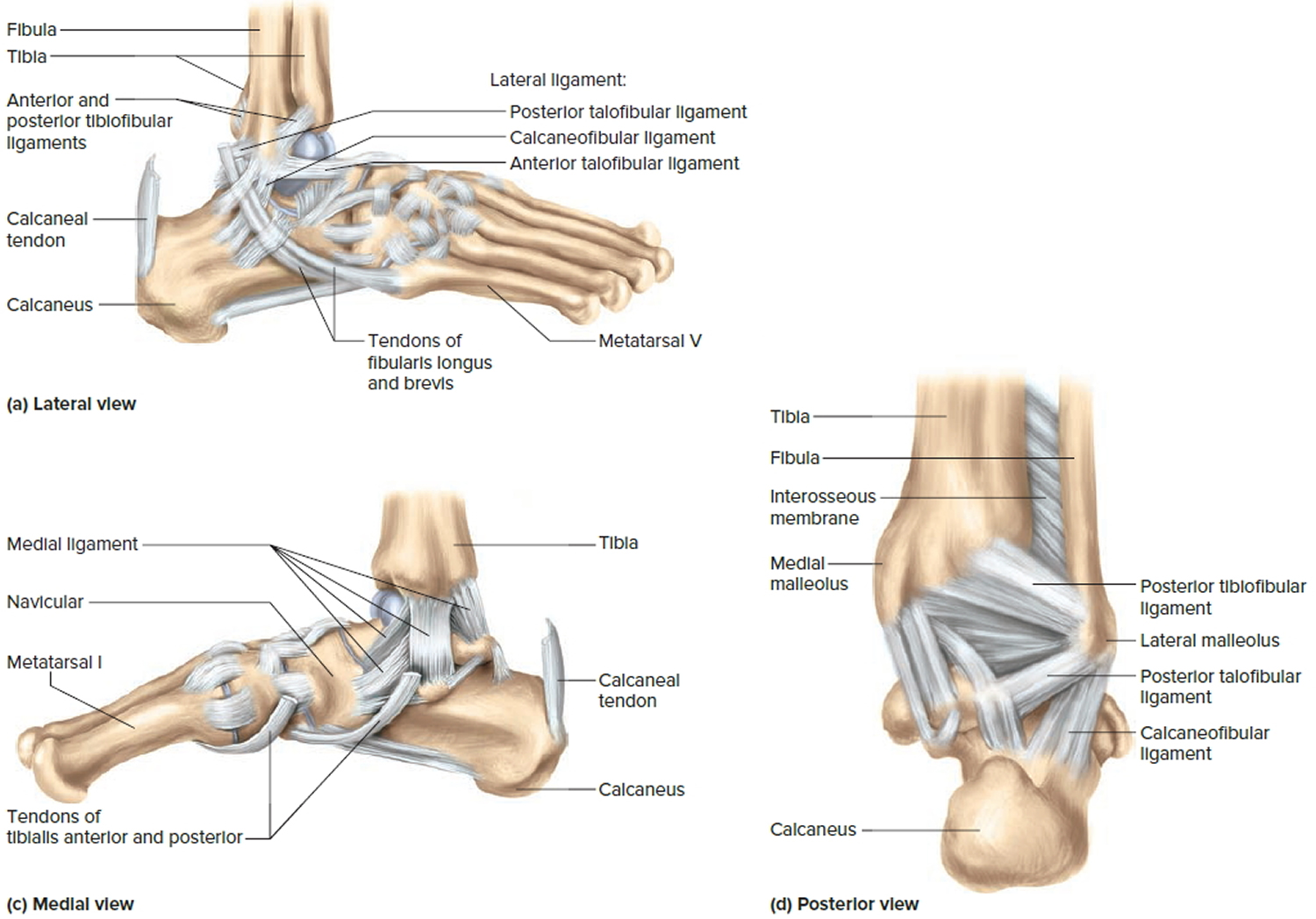 Types Classification Of Body Joints Cartilaginous Synovial Joint