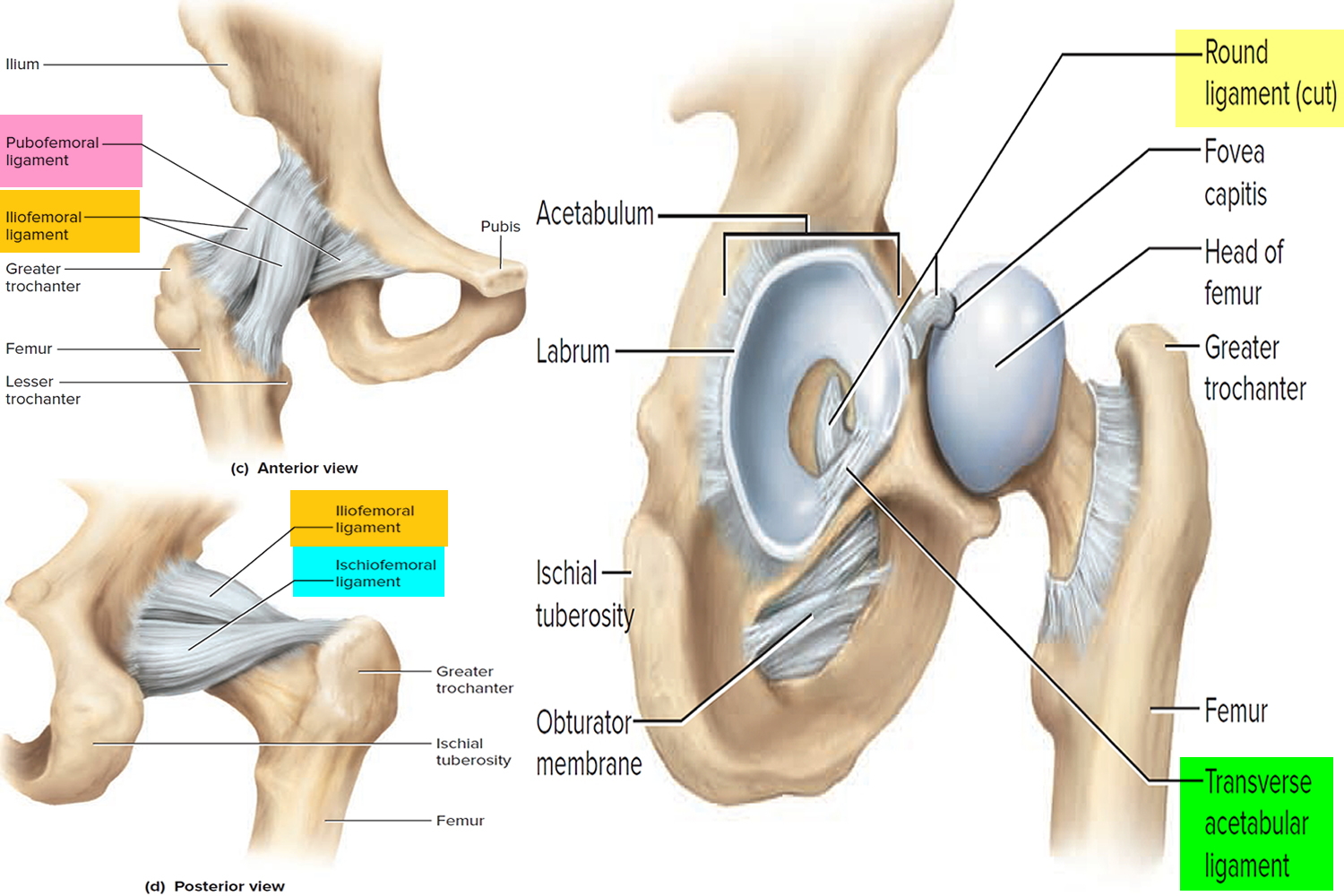 Ligaments Thumb Shoulder Elbow Hip Knee And Ankle Ligaments