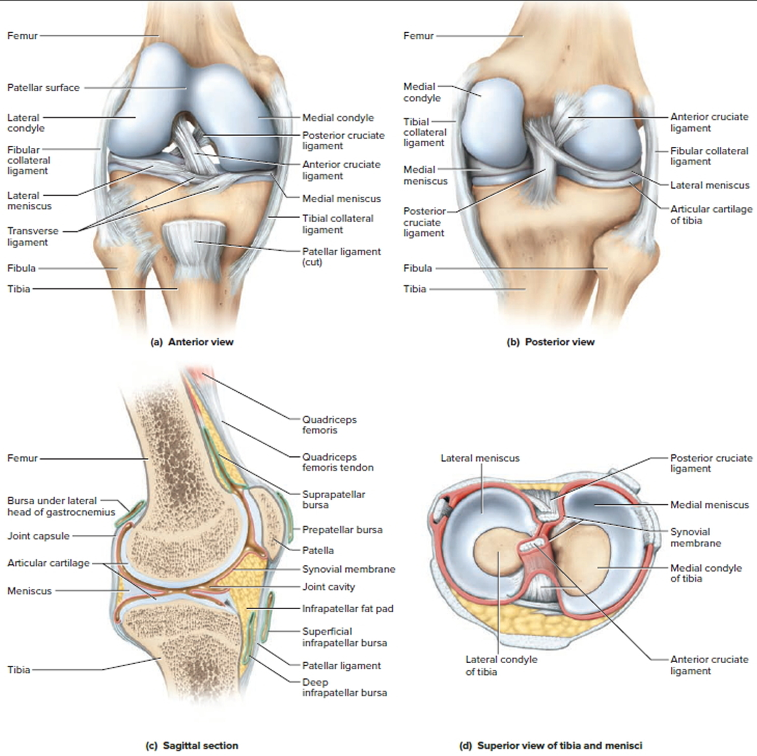 Types Classification Of Body Joints Cartilaginous Synovial Joint