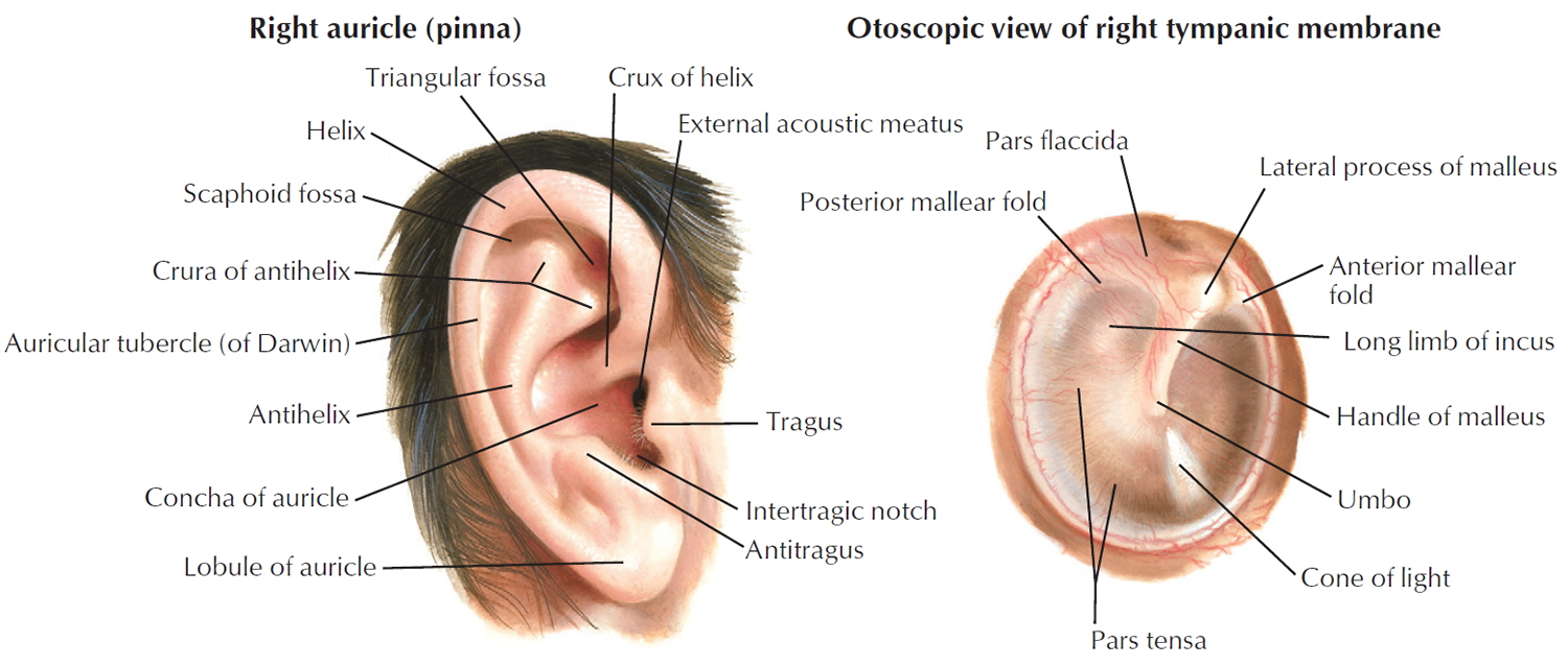 Human Ear Anatomy Parts Of Ear Structure Diagram And Ear Problems