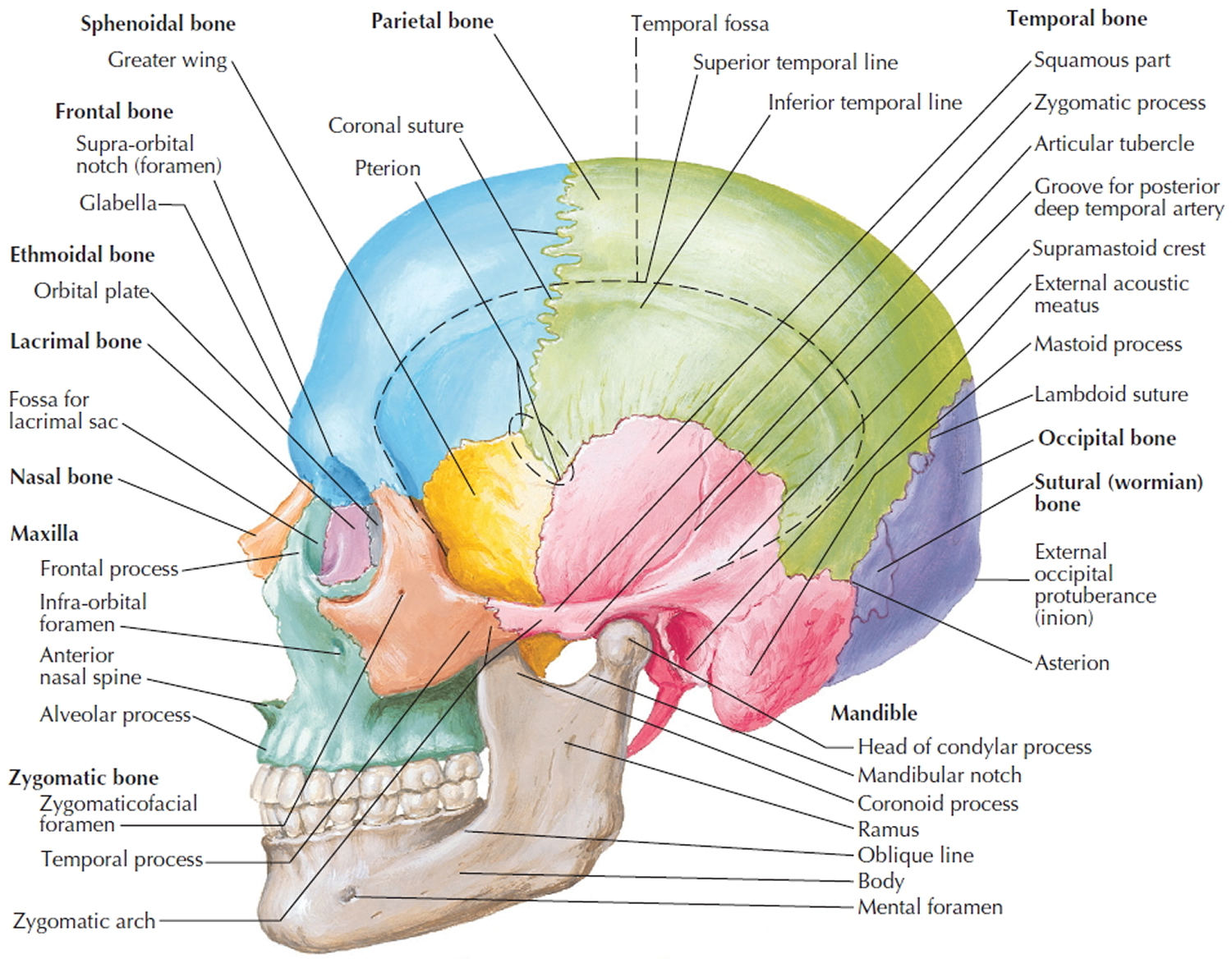Human Skeleton Skeletal System Function Human Bones