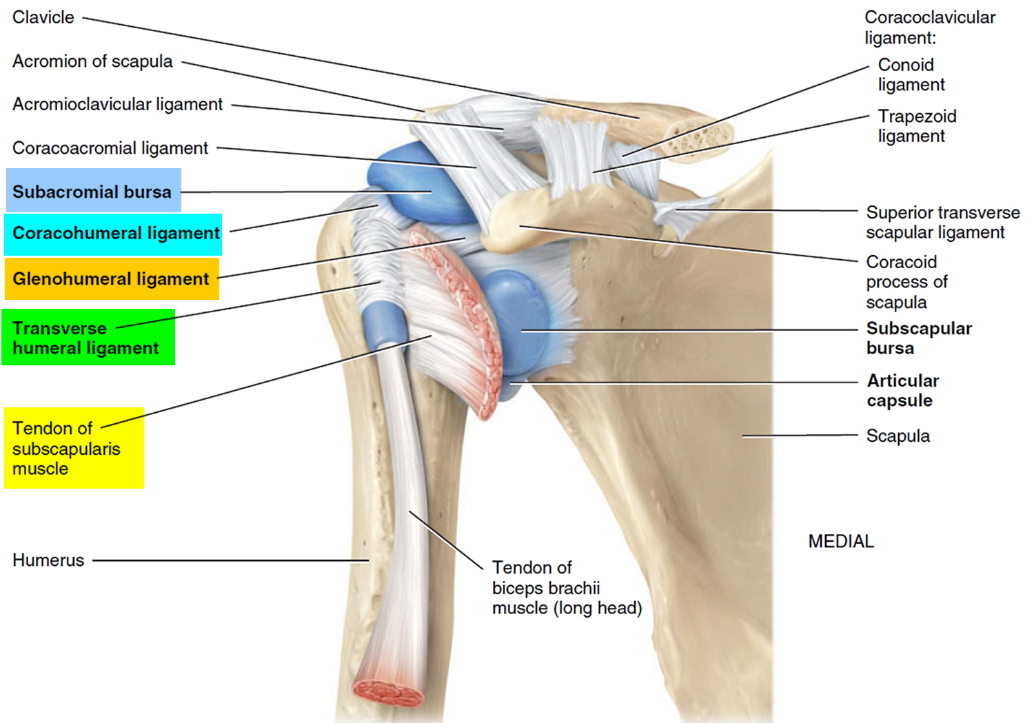 Frozen Shoulder Adhesive Capsulitis Causes Surgery Treatment