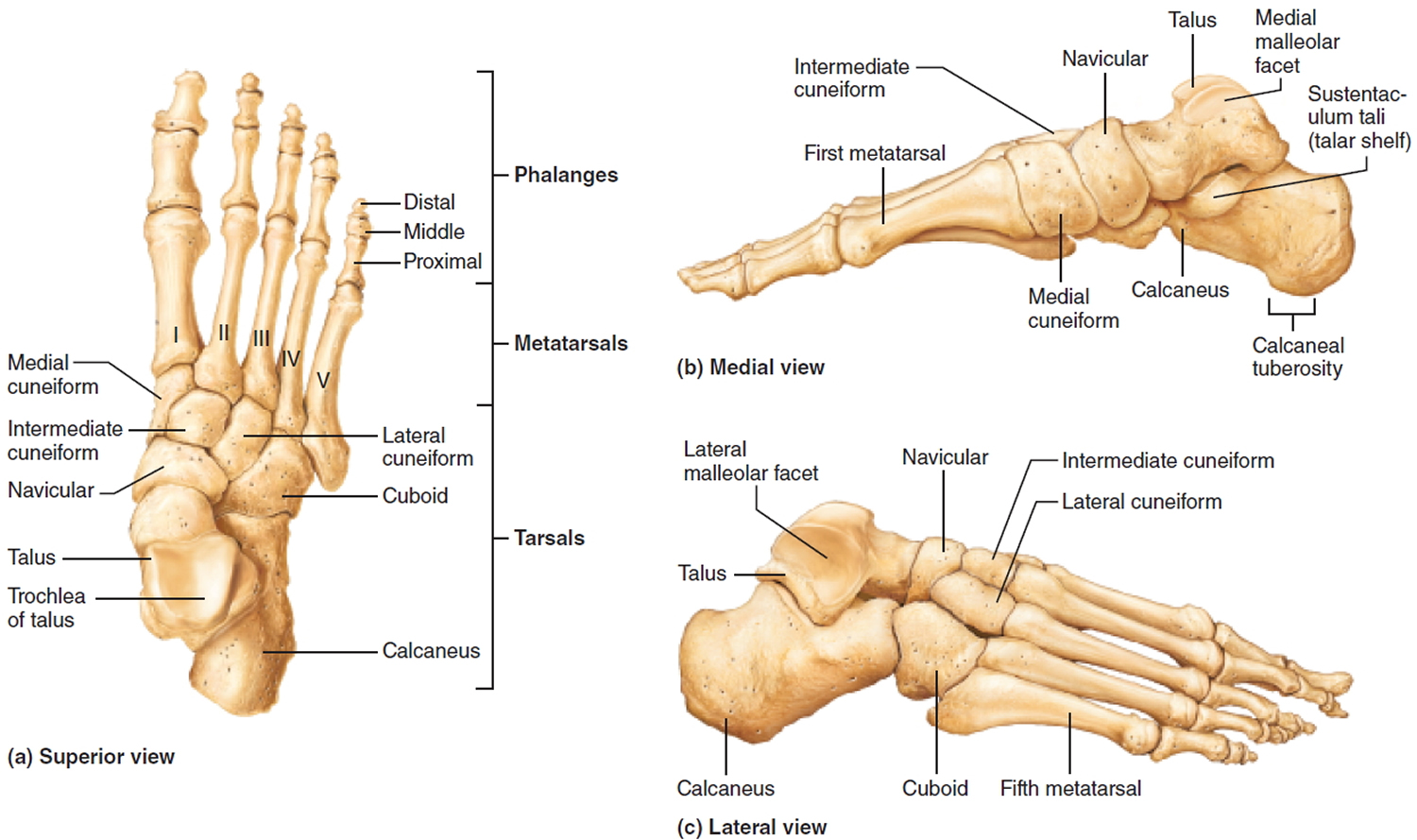 Flat Feet Causes In Adults Children Symptoms Exercises Treatment
