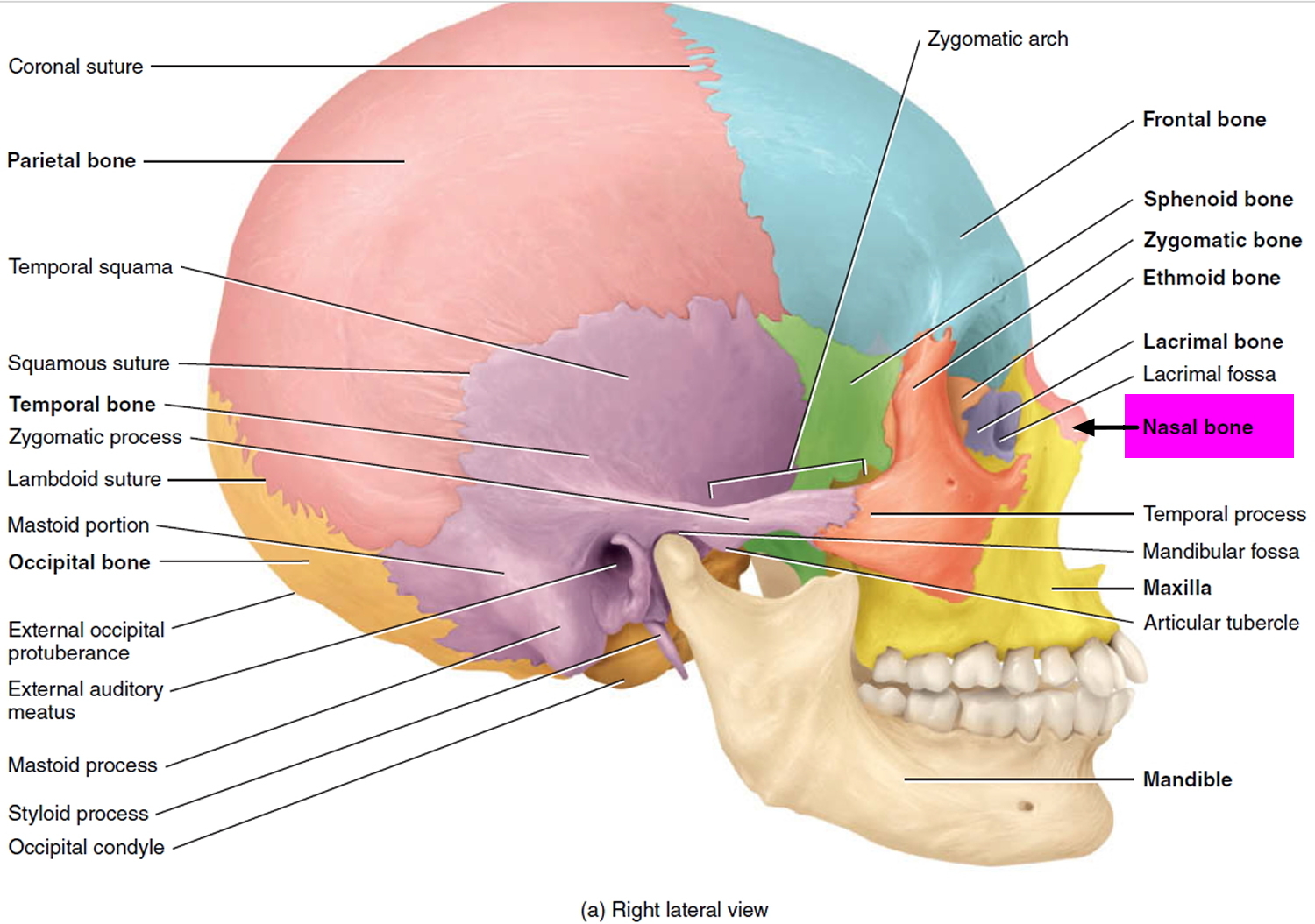 Broken Nose Signs Symptoms How To Tell If Nose Is Broken