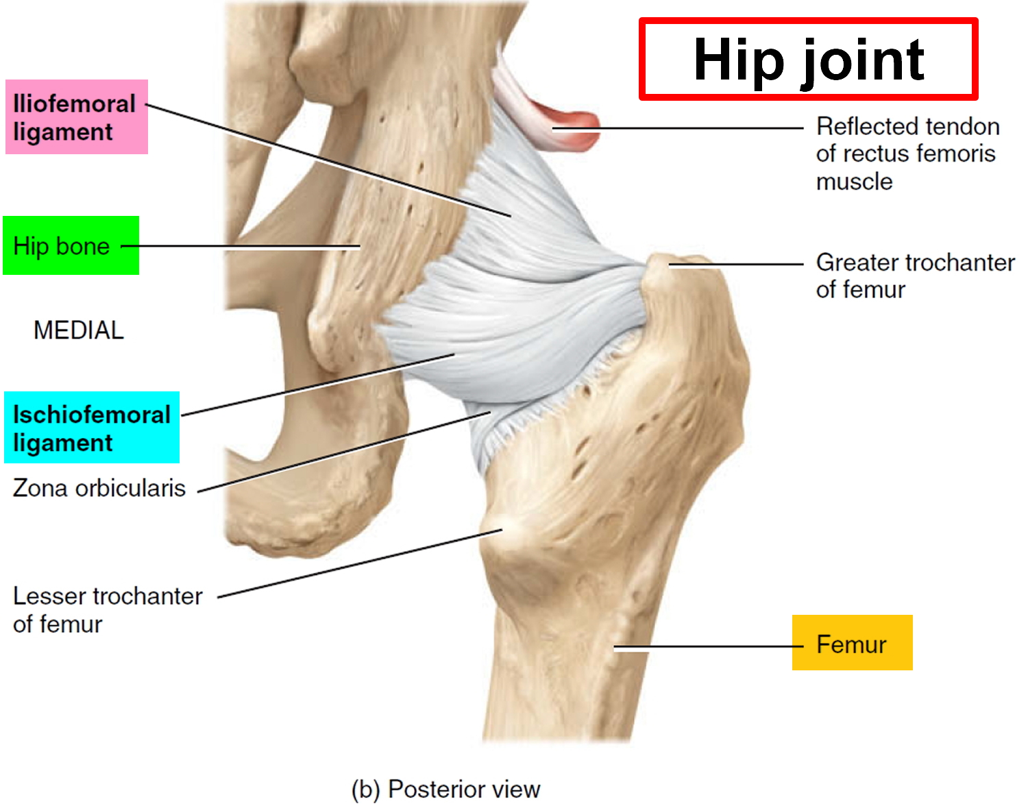 Hip Replacement Surgery Recovery Time Alternatives Risks