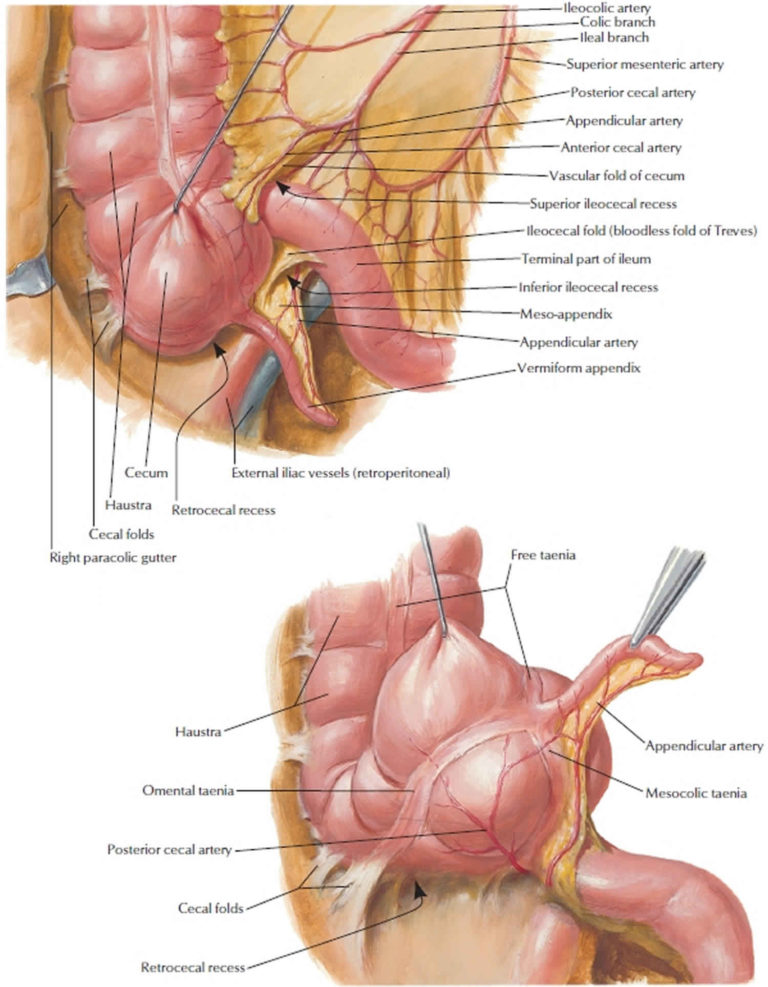 Cecum Anatomy Cecum Location Cecum Function Cancer And Inflammation