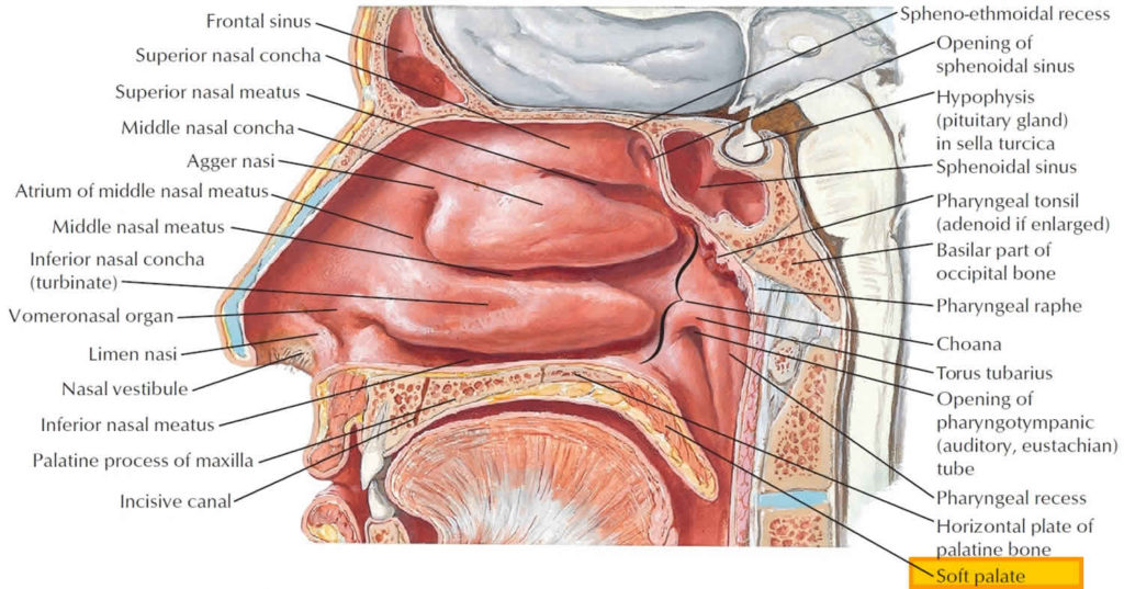 Soft Palate Anatomy Soft Palate Function And Soft Palate Cancer