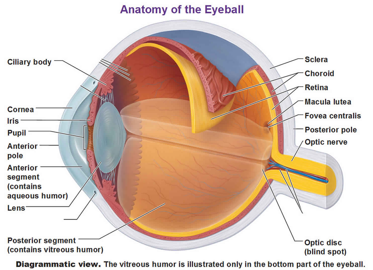 Choroid Eye And Choroid Plexus Function And Choroid Plexus Tumors