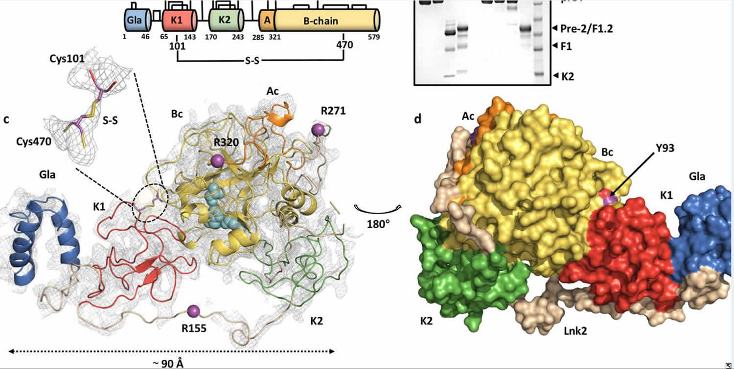 Prothrombin Prothrombin Time Prothrombin Time Test Prothrombin Gene 