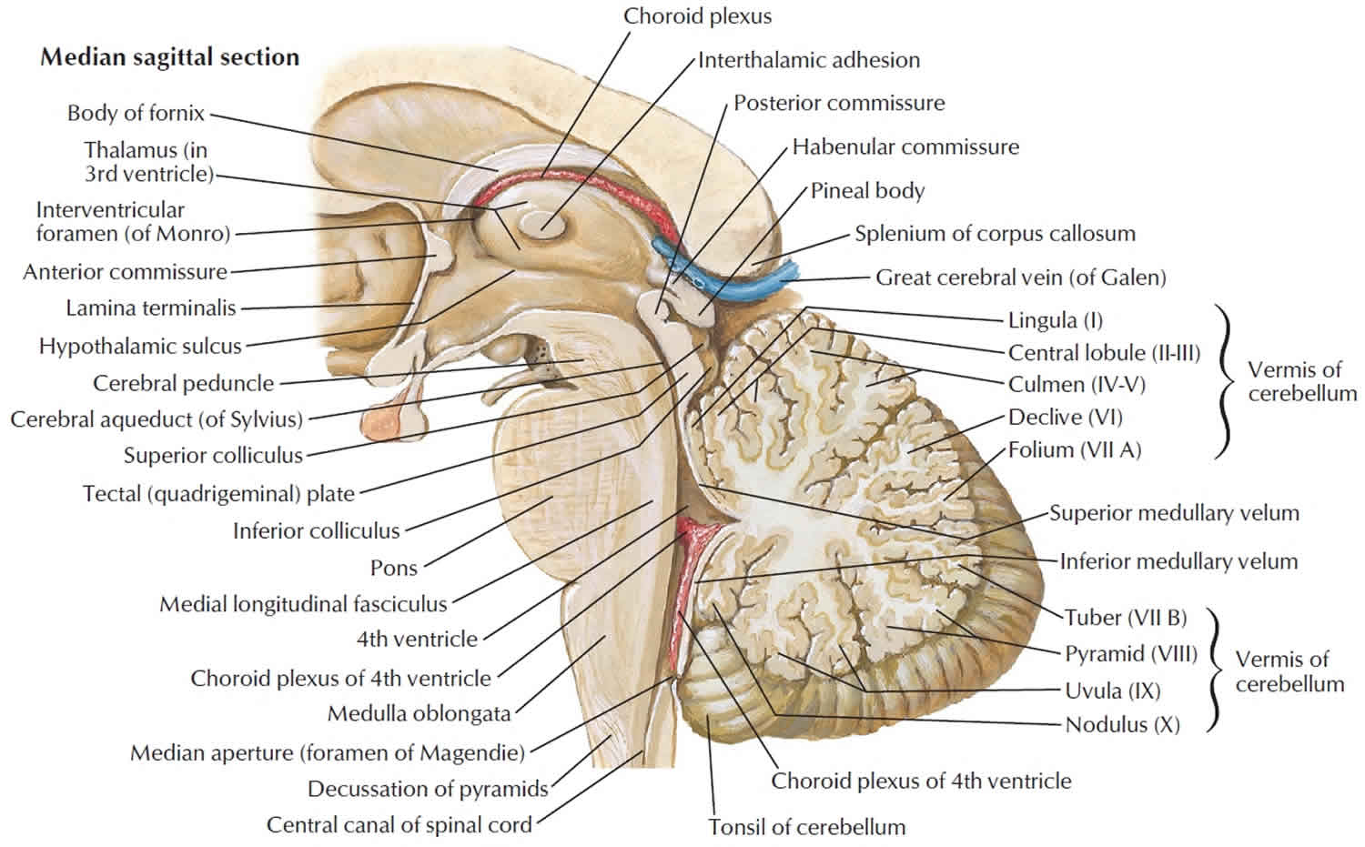 Brain Stem Anatomy Function Brain Stem Stroke Brain Stem Tumor