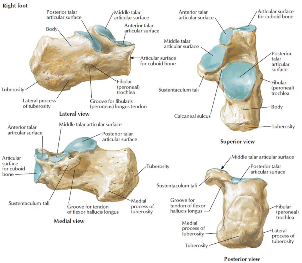 Calcaneus Bone Anatomy Function Calcaneus Pain Calcaneus Fracture calcaneus-bone-anatomy-function-calcaneus-pain-calcaneus-fracture