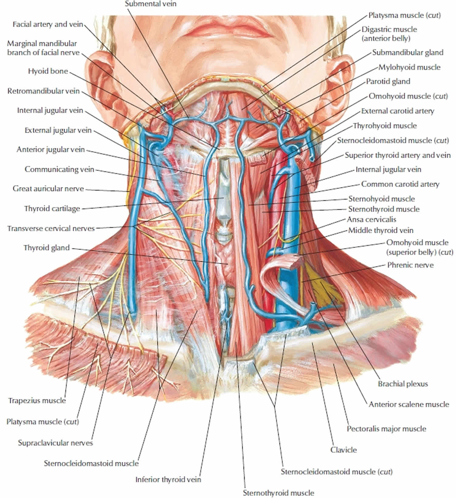 Similar Profundizar Experto Neck Dissection Anatomy Peluquero Mareado
