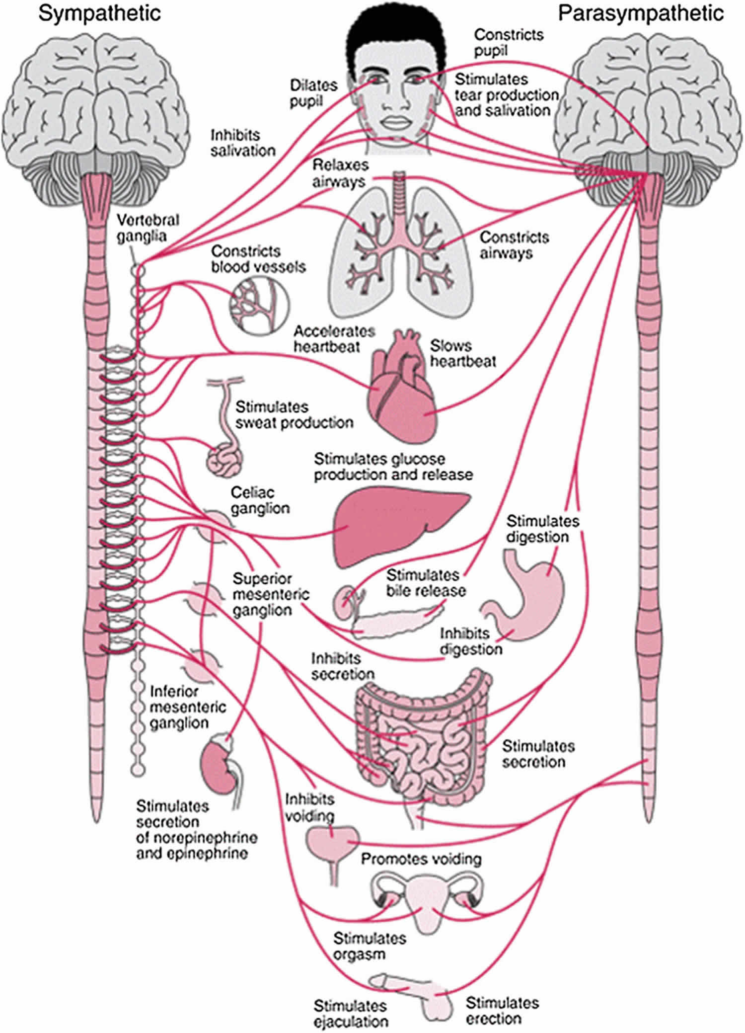 Peripheral Nervous System Parts Divisions Peripheral Nervous System
