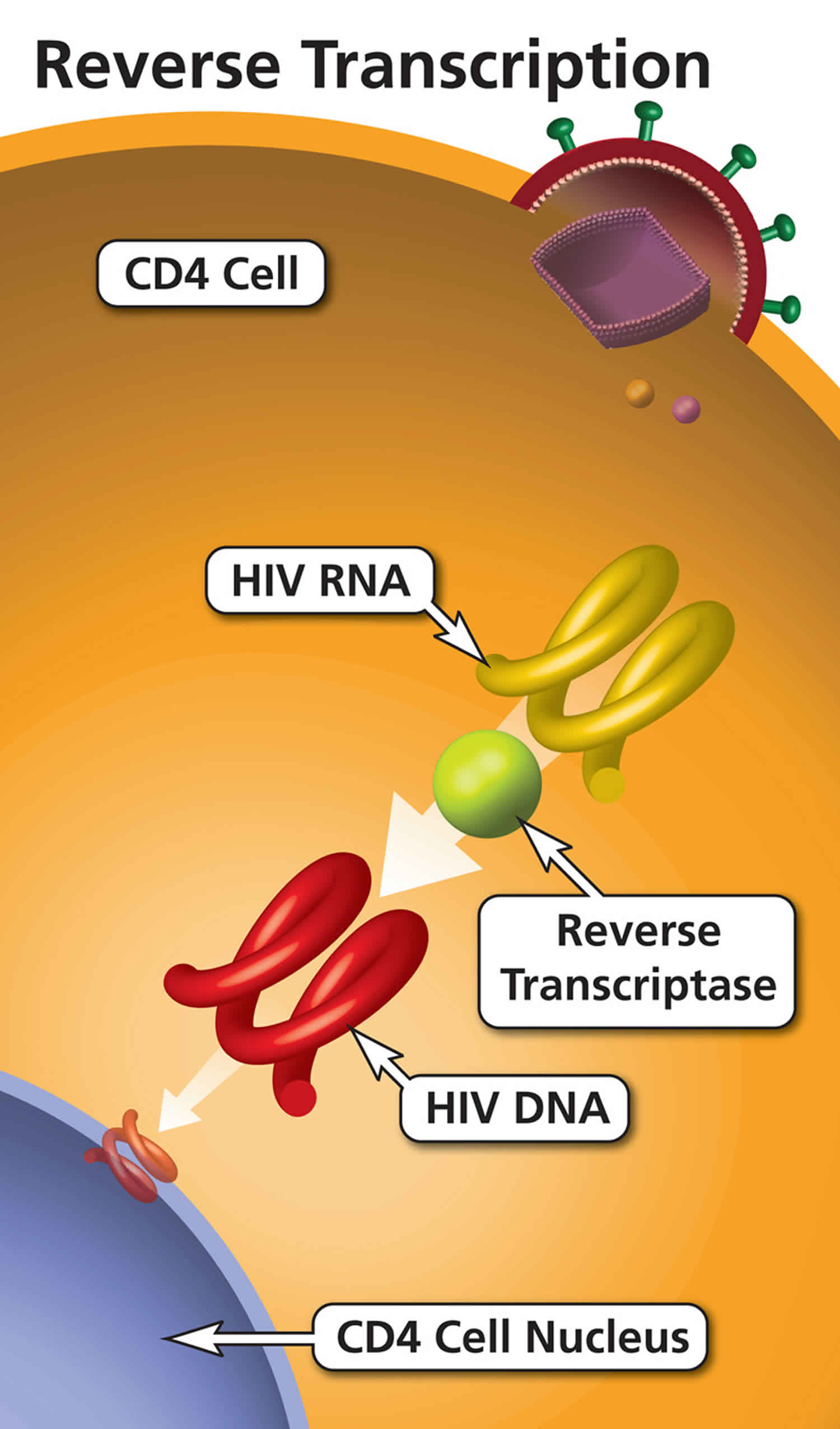 Reverse Transcriptase Reverse Transcriptase Function Reverse