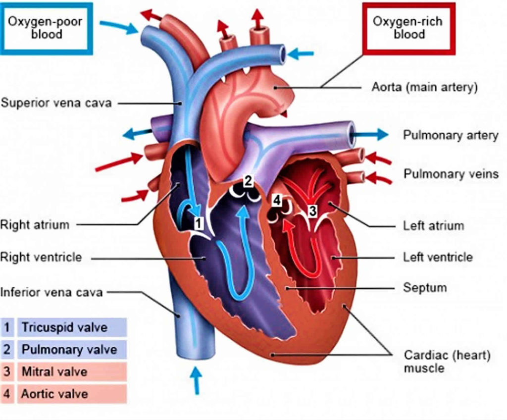 Right Atrium Anatomy Right Atrium Function And Valves