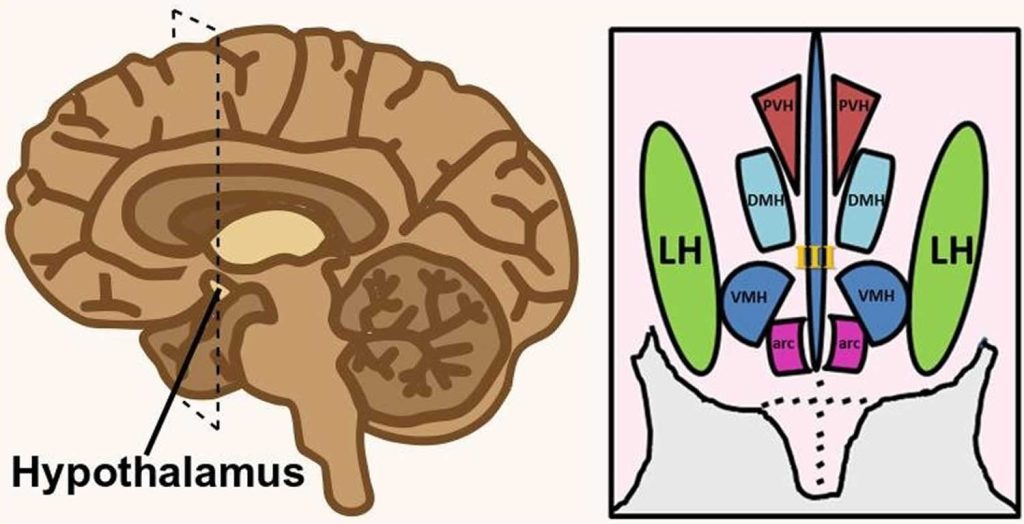 Lateral hypothalamus, anatomy & functions Lateral hypothalamus, anatomy & functions