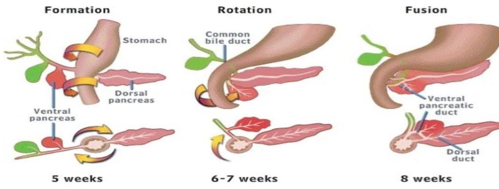 Annular Pancreas Causes Symptoms Diagnosis Treatment And Prognosis
