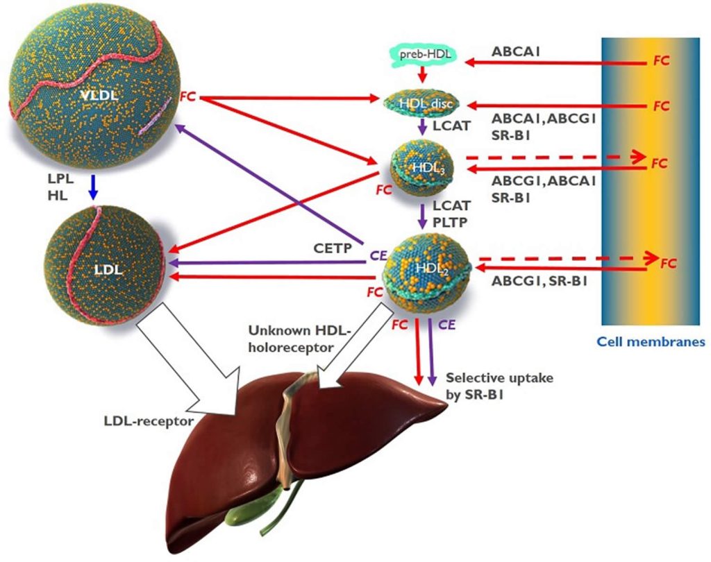 Hdl Cholesterol Hdl Function Hdl Normal Range