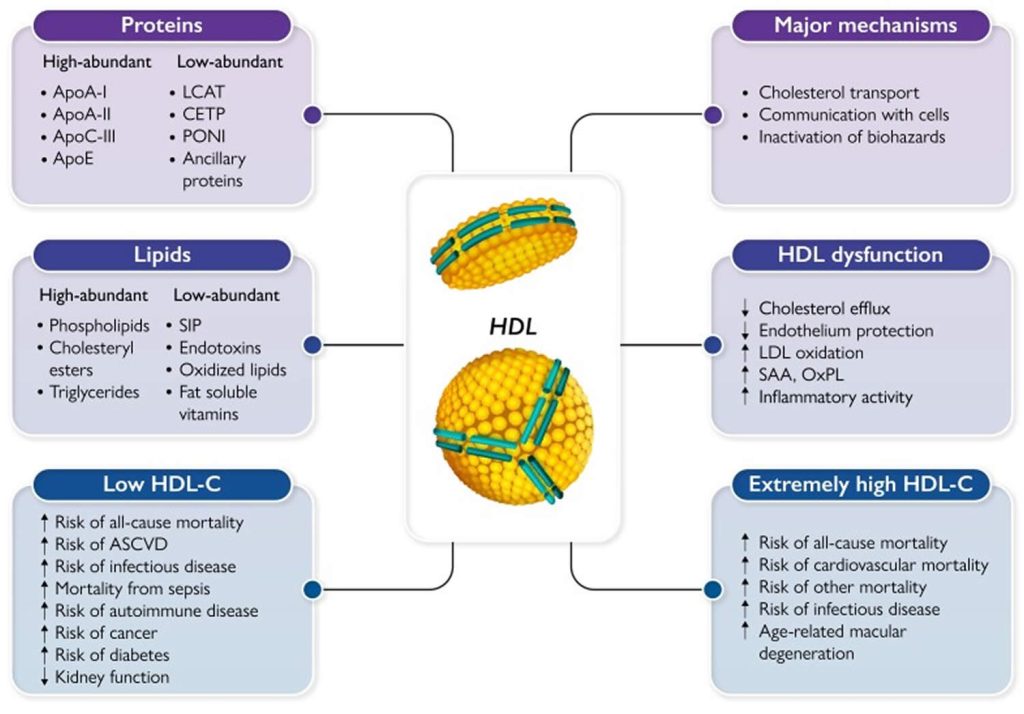Hdl Cholesterol Hdl Function Hdl Normal Range